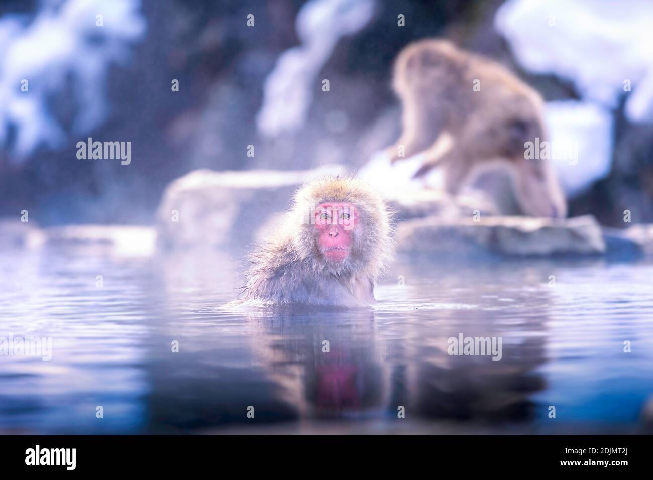 Monkey spa day hi-res stock photography and images - Alamy