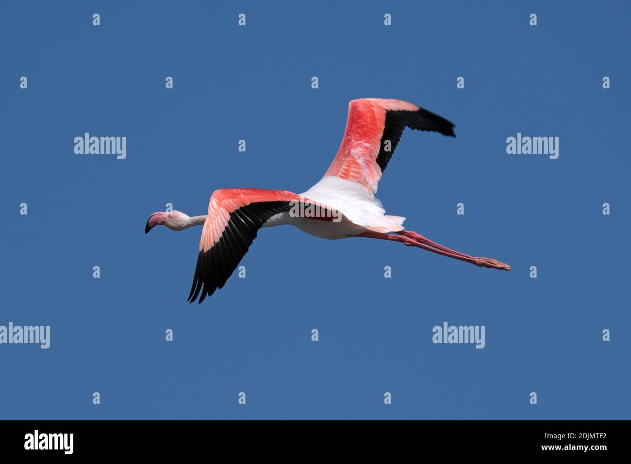 Flamingo fly hi-res stock photography and images - Alamy