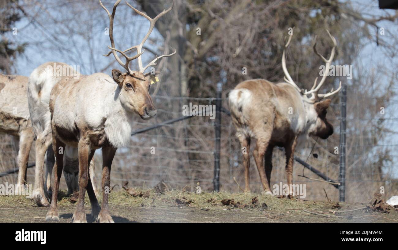 Caribou herd north america hi-res stock photography and images - Alamy