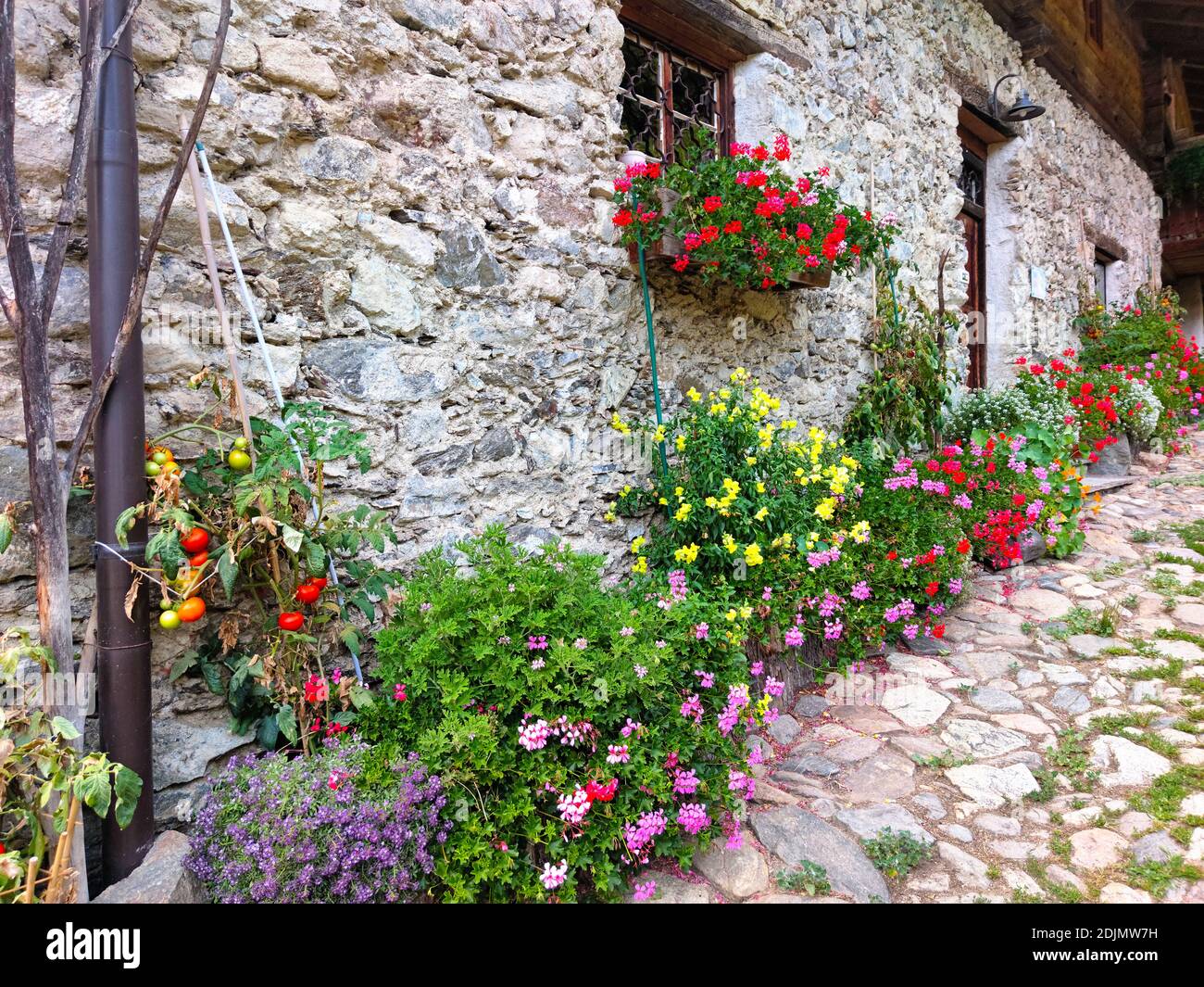 Flowers along the wall of the South Tyrolean farmhouse Stock Photo - Alamy