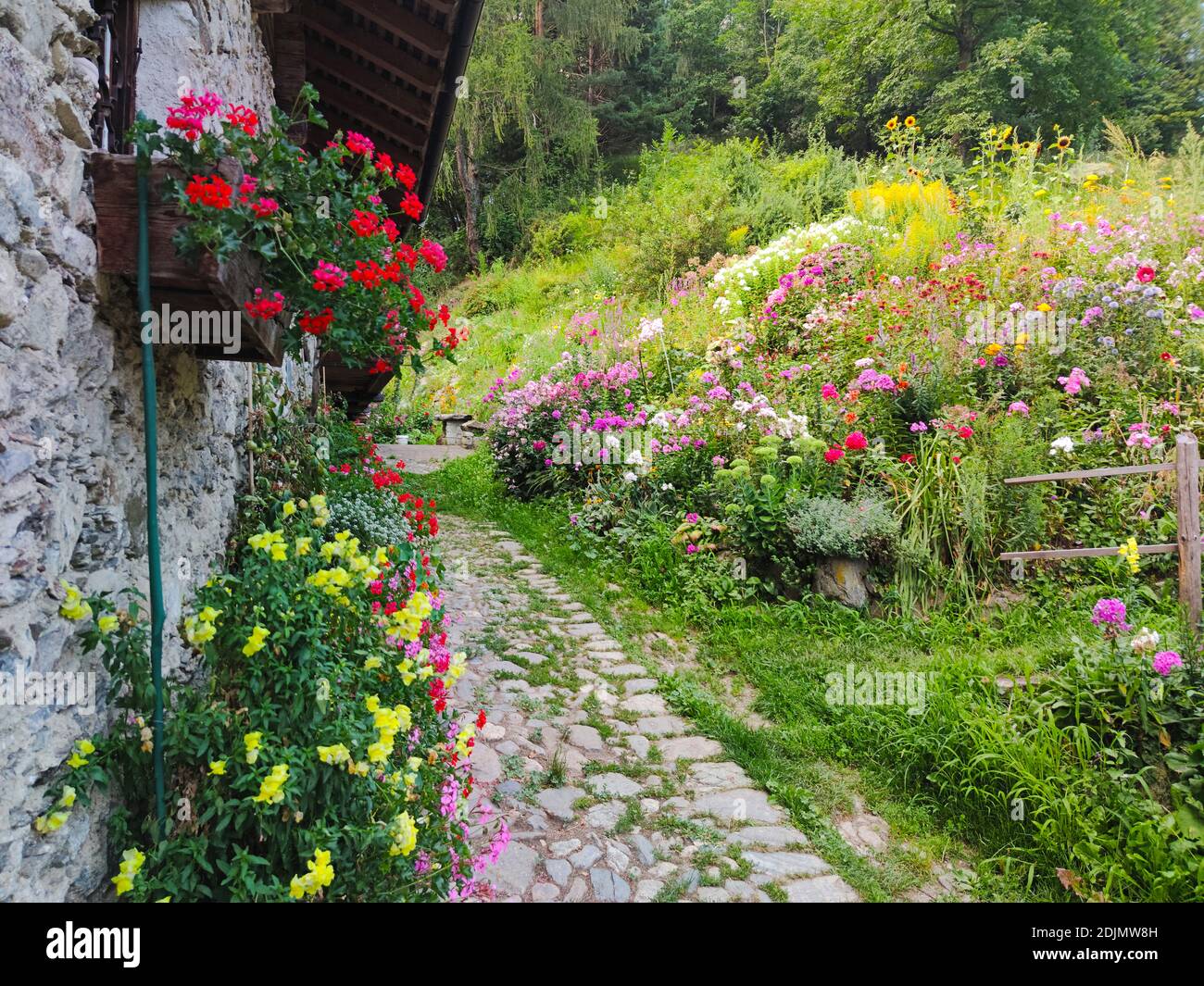 Flowers in a South Tyrolean cottage garden next to a farmer's house ...