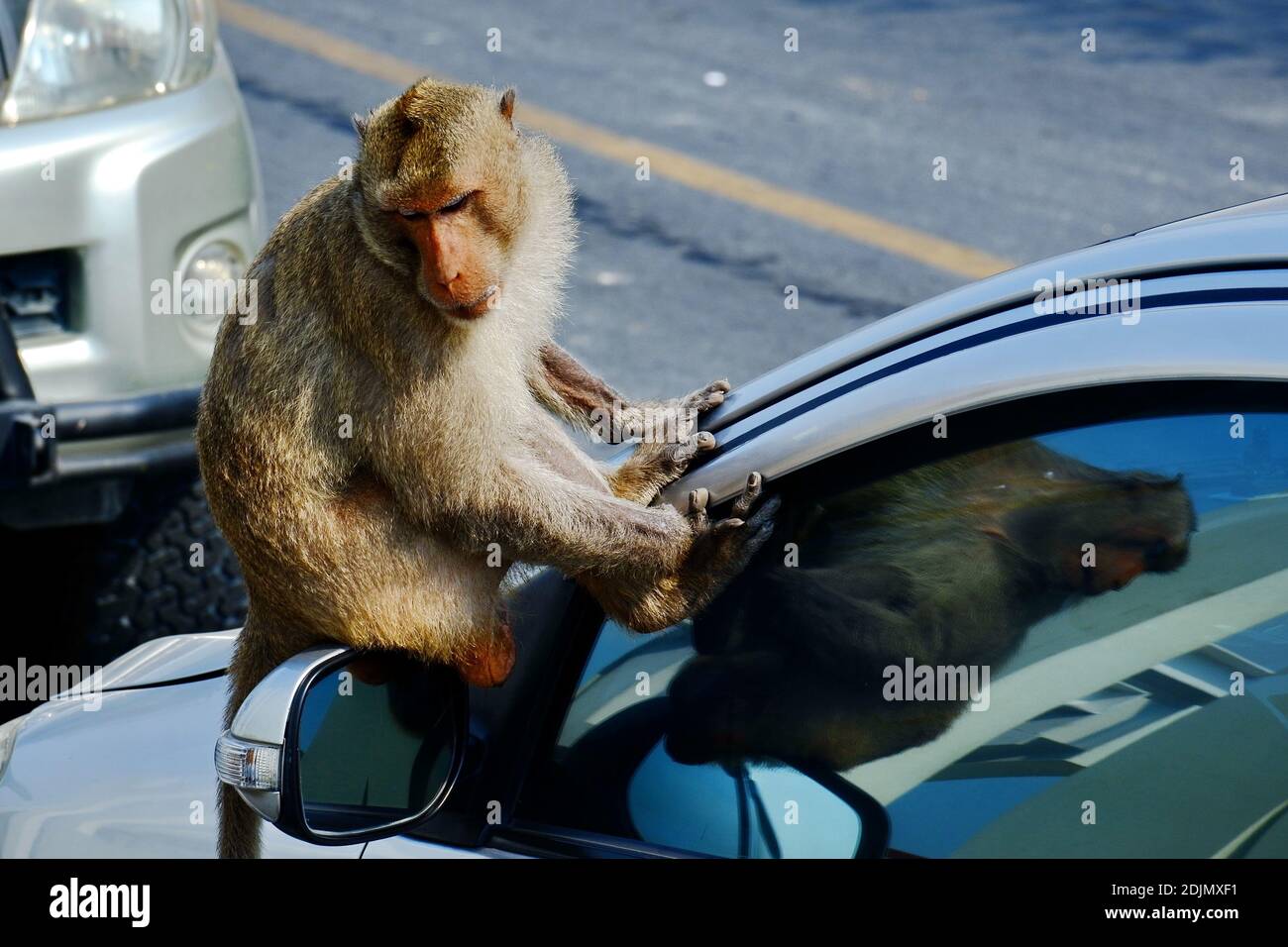 Monkeys car hi-res stock photography and images - Alamy