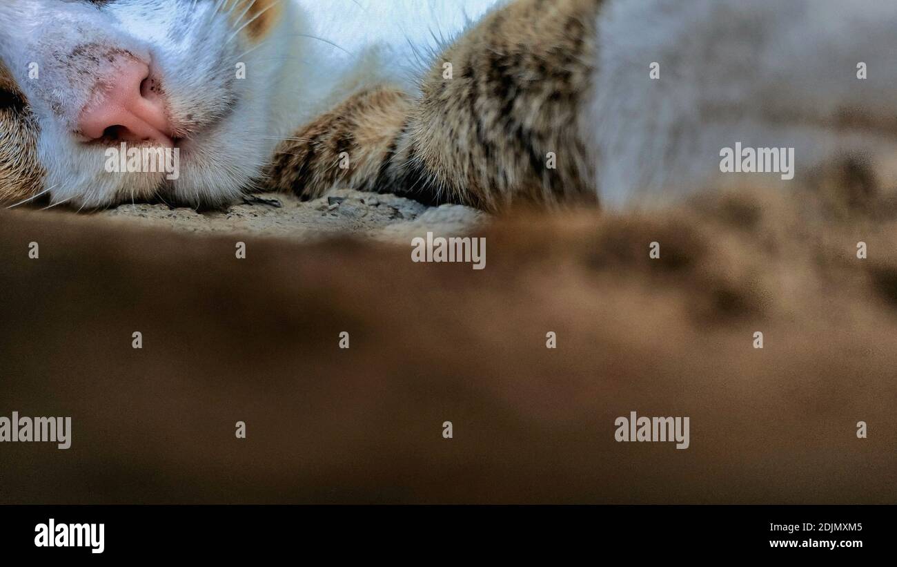 Bison Foot High Resolution Stock Photography and Images - Alamy