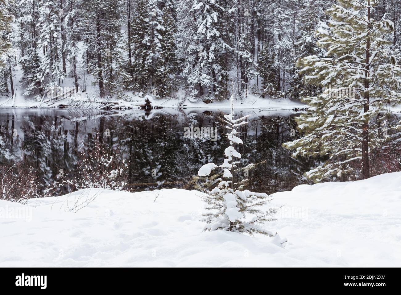 Small evergreen tree hi-res stock photography and images - Alamy