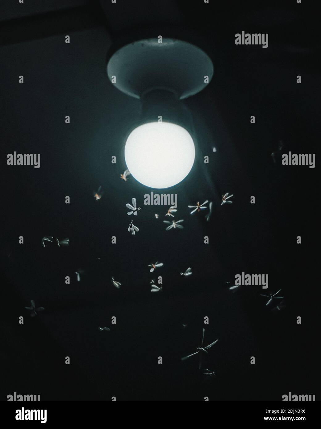 Flying insects at night hi-res stock photography and images - Alamy