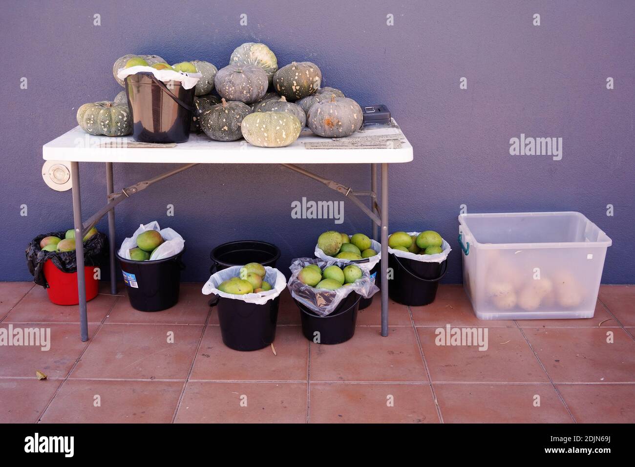 Pumpkins and mangoes for sale on a market stall by the honesty box ...