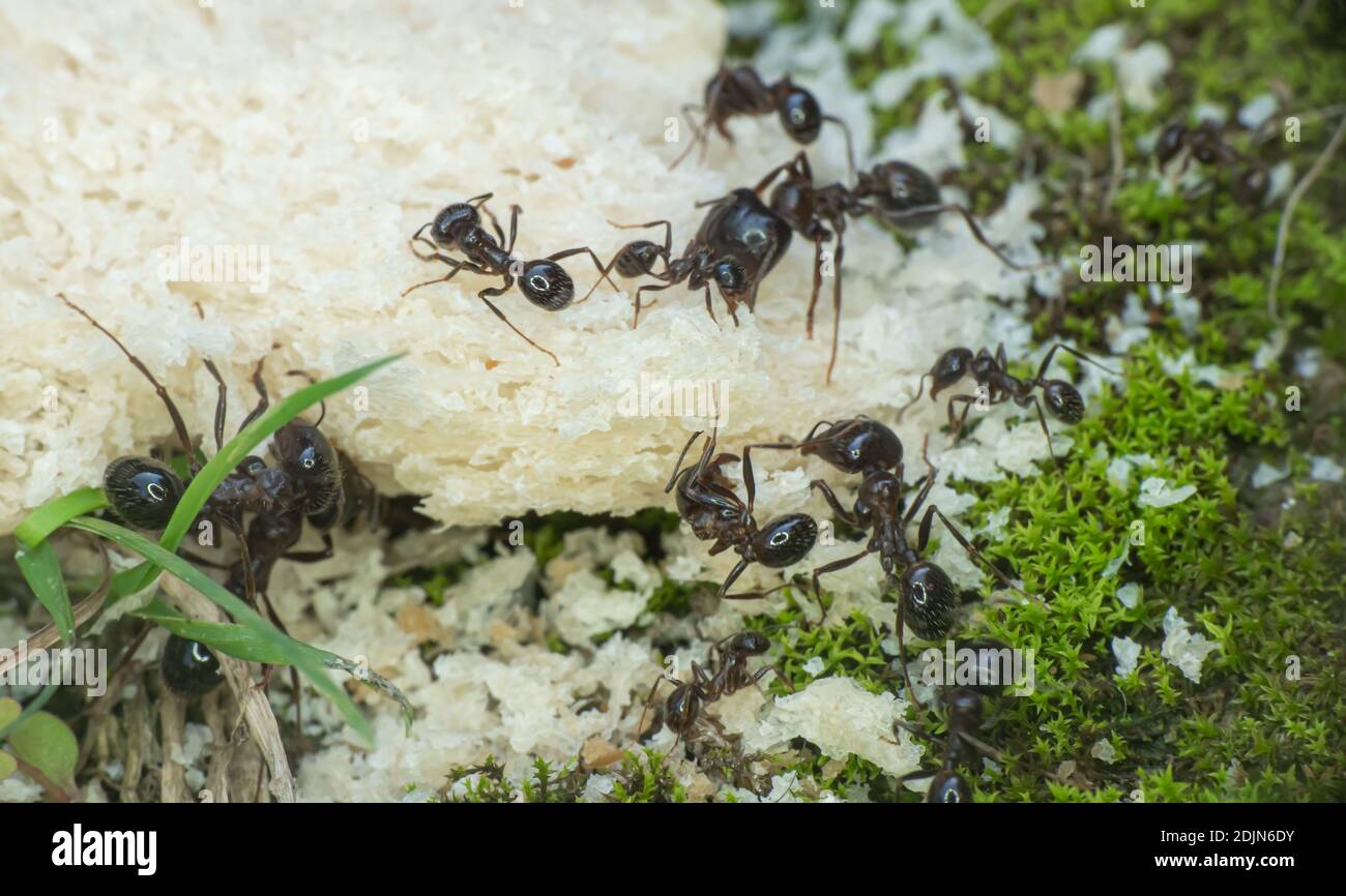 Many ants eat food hi-res stock photography and images - Alamy
