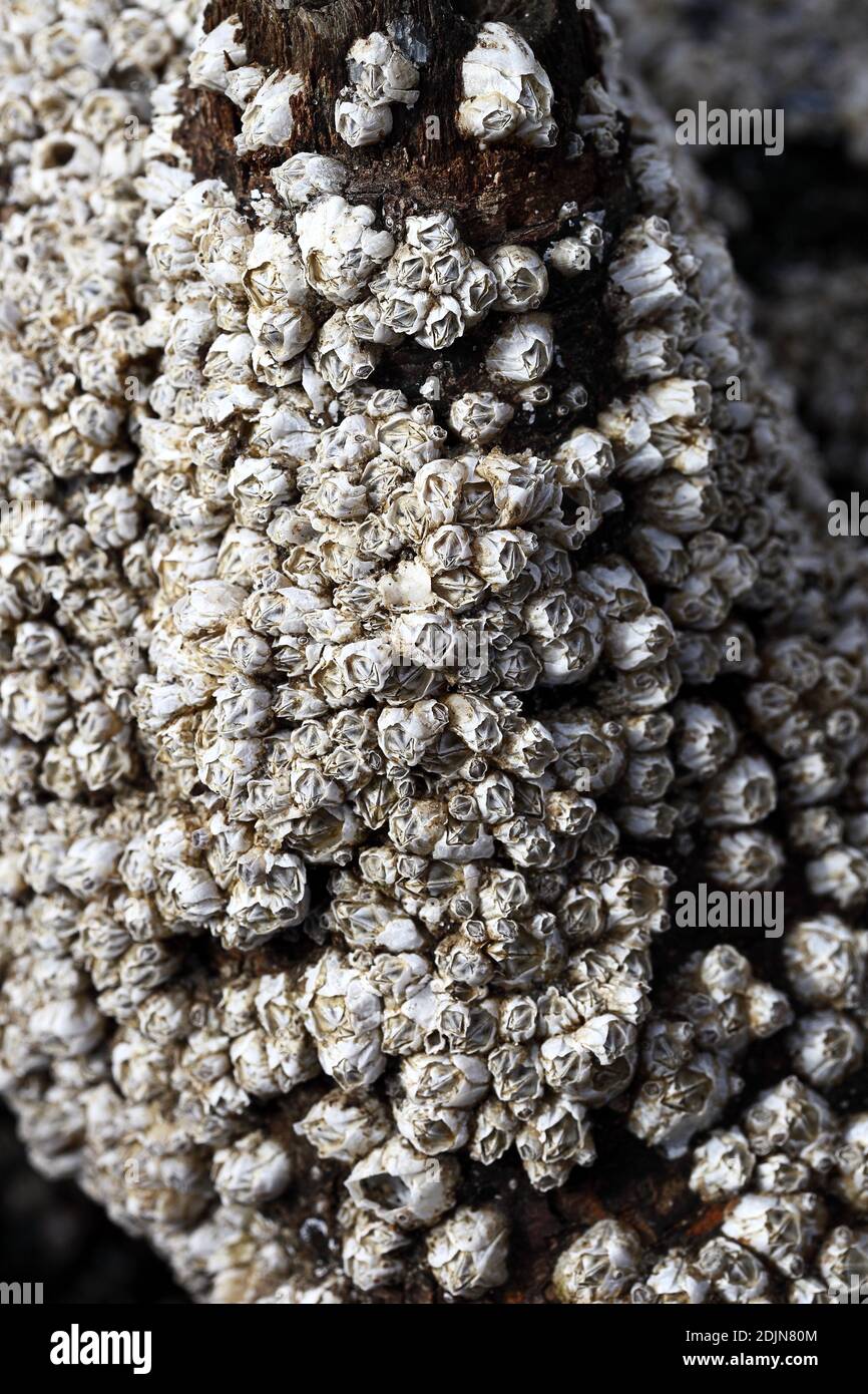 Barnacles on the beach Stock Photo - Alamy