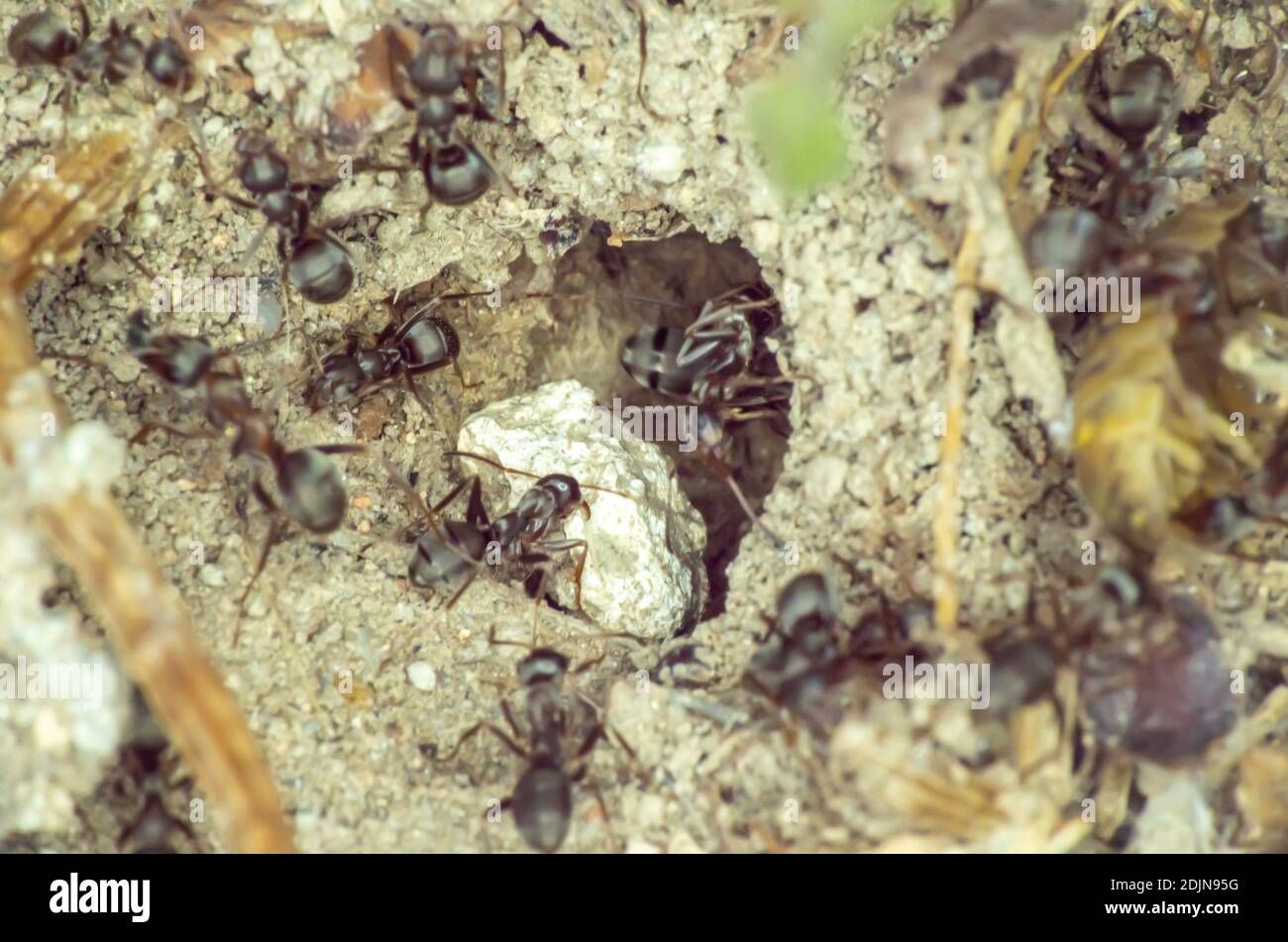Group of ants on the ground close up Stock Photo - Alamy