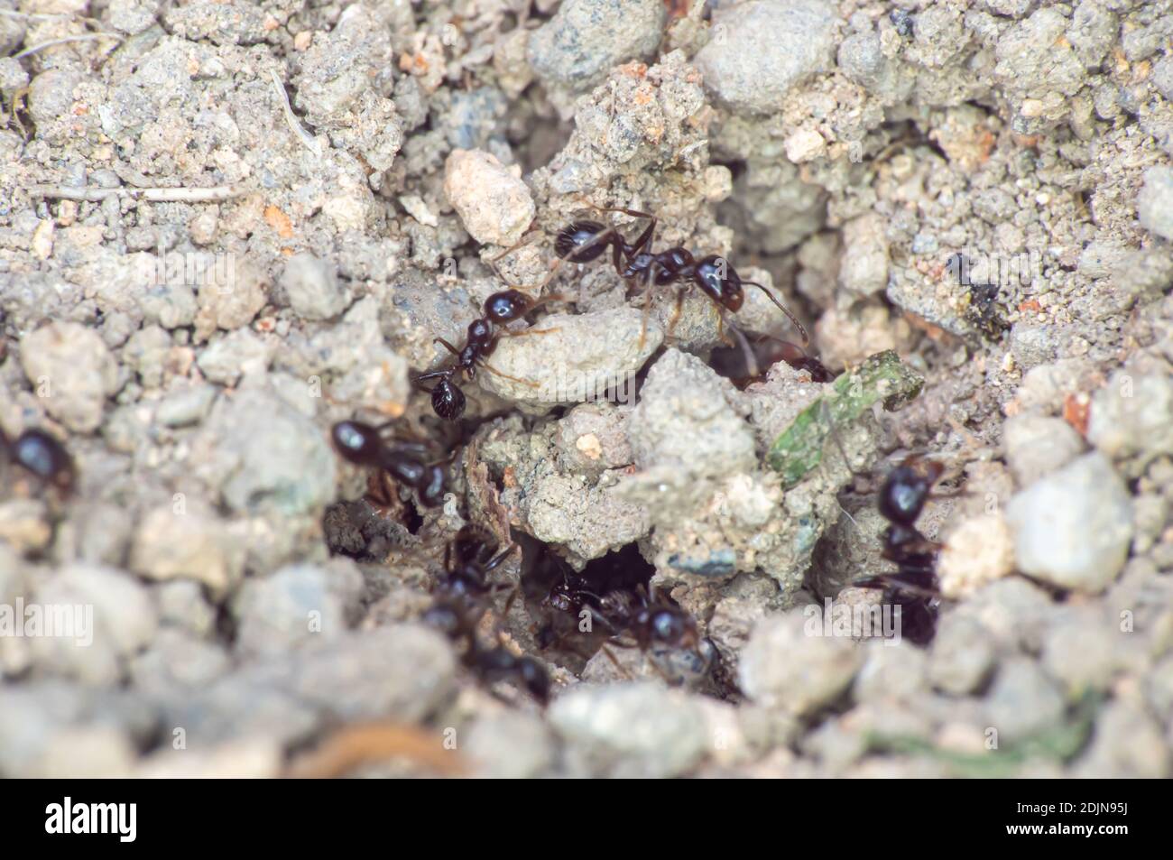 Group of ants on the ground close up Stock Photo - Alamy