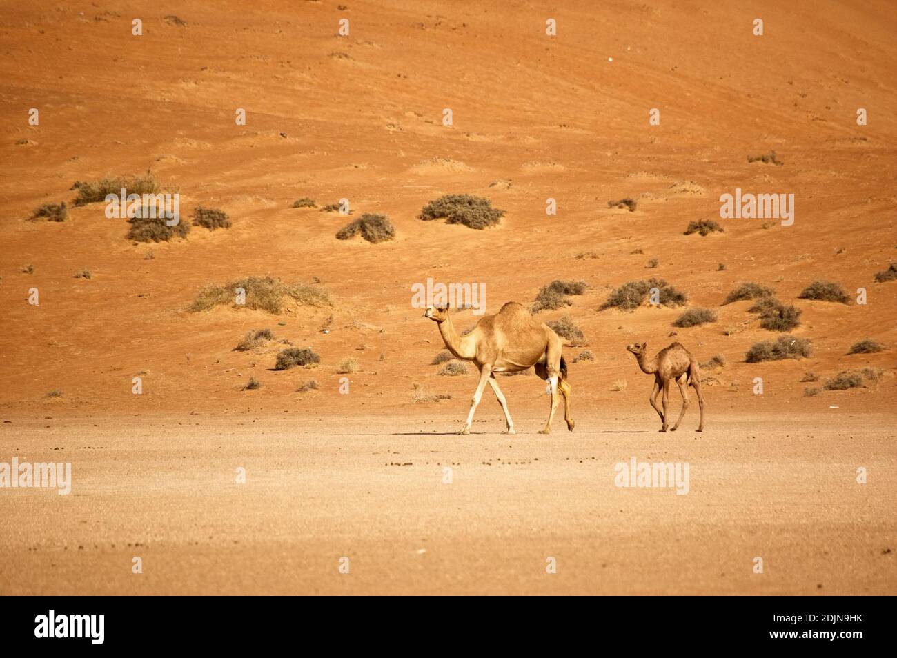 Semi desert animals hi-res stock photography and images - Alamy