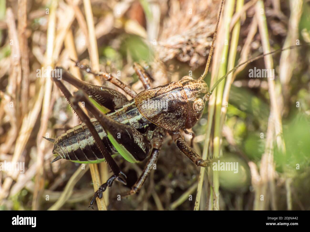 Close up locust leg foot hi-res stock photography and images - Alamy