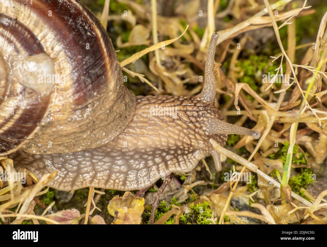 snail close up in the garden macro Stock Photo - Alamy