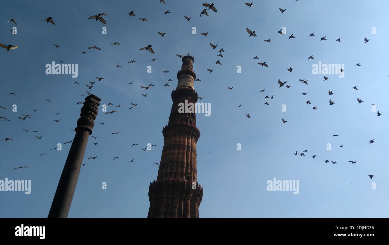 Column of birds hi-res stock photography and images - Alamy