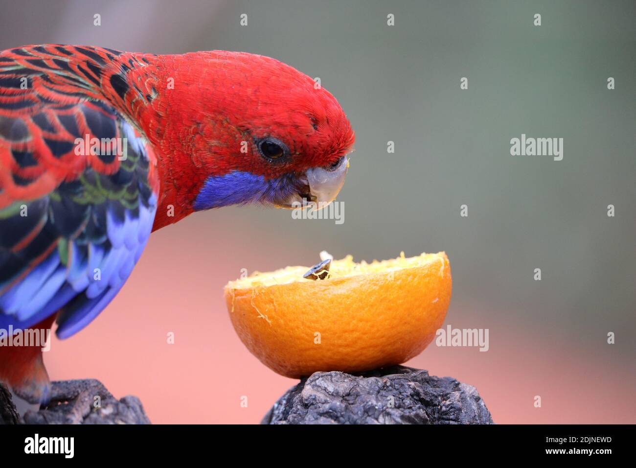 Rainbow lorikeet eating fruit hi-res stock photography and images - Alamy