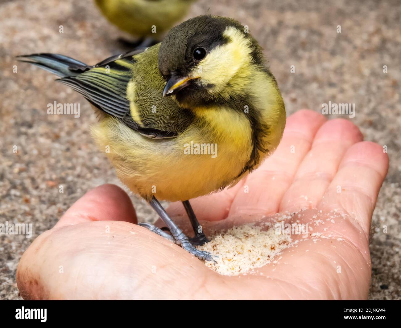 Robin Hand Feeding High Resolution Stock Photography and Images - Alamy
