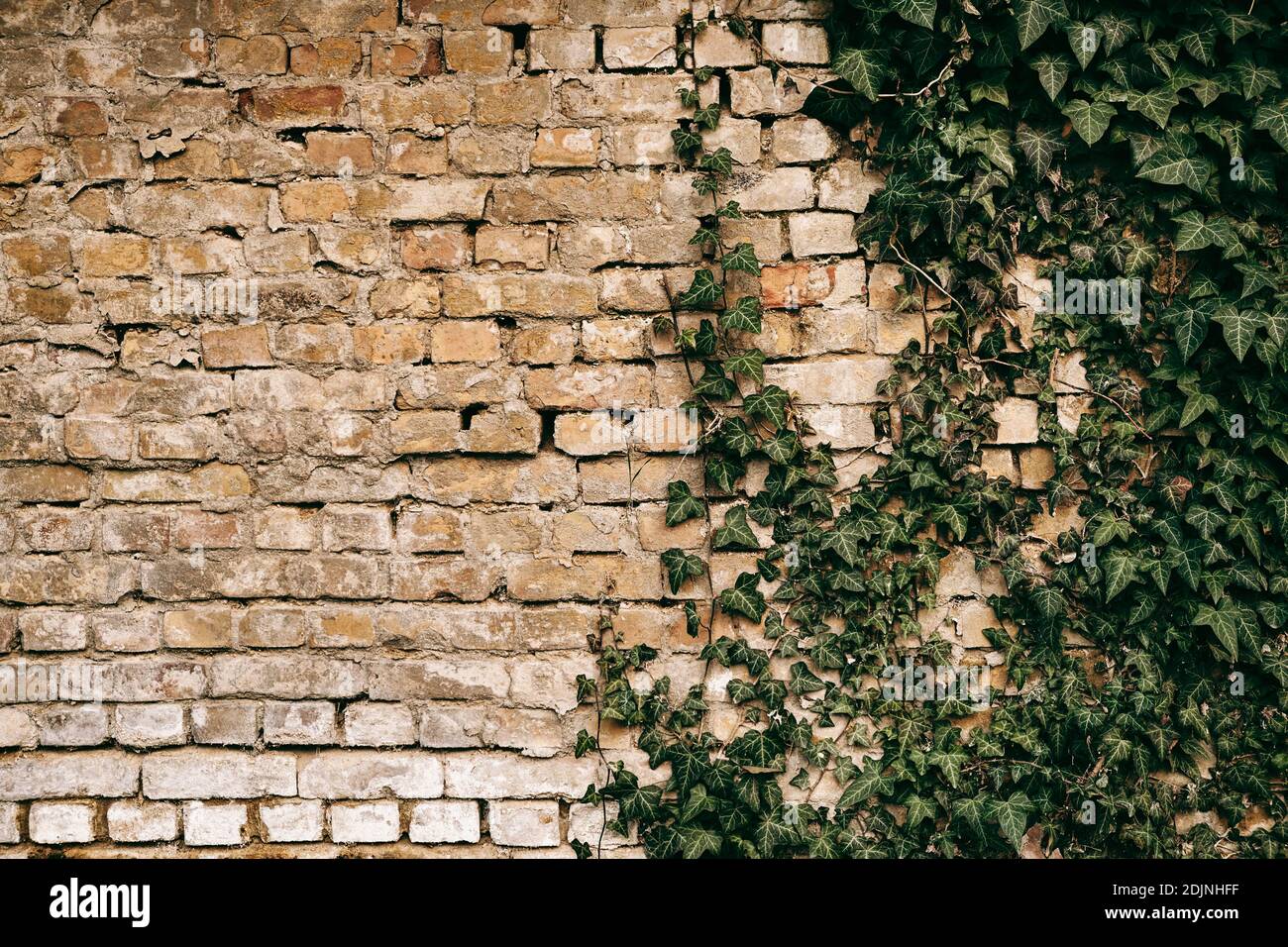 Old Brick Wall Plants Growing High Resolution Stock Photography and ...