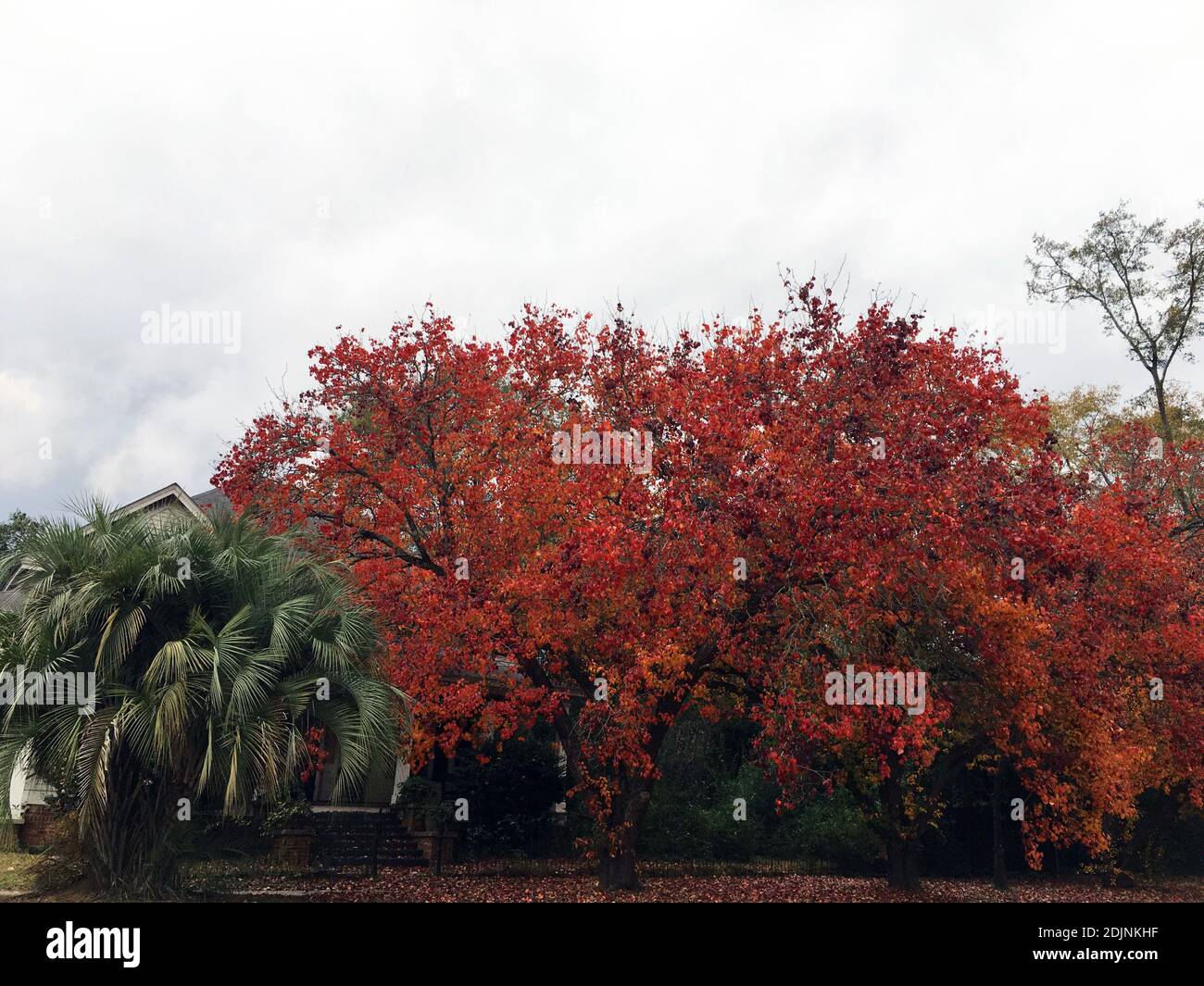 Burke County, Ga USA - 12 14 20: Beautiful red tree in the Fall in ...