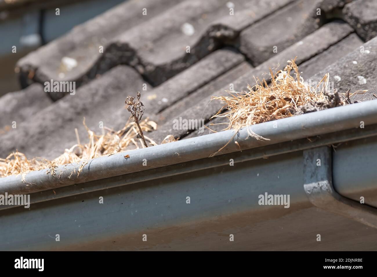 Gutter clogged with grass and leafs, poor maintenance. Plumber needed ...