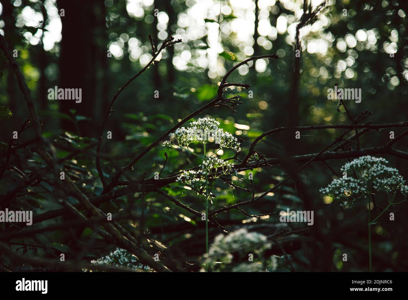 Valerian blooms hi-res stock photography and images - Alamy