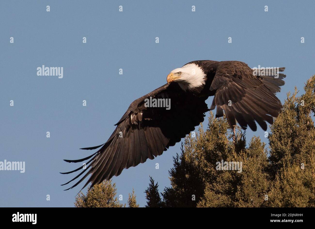 Bald eagle state park animal hi-res stock photography and images - Alamy
