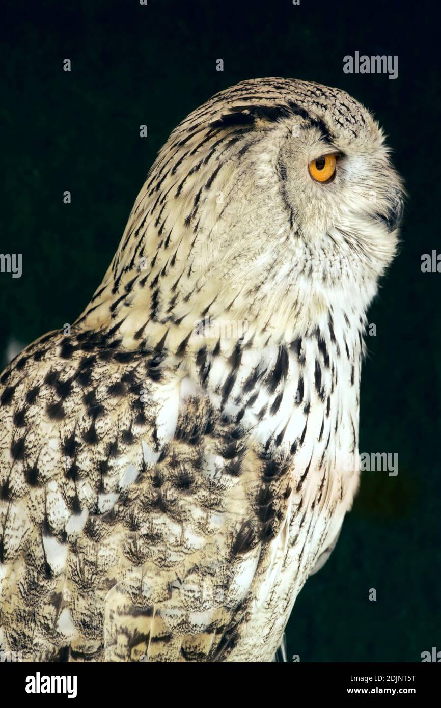 Owl bird head close up profile view hi-res stock photography and images ...