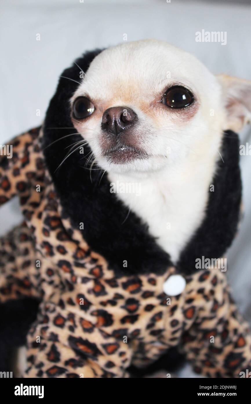 Chihuahua cookie hi-res stock photography and images - Alamy
