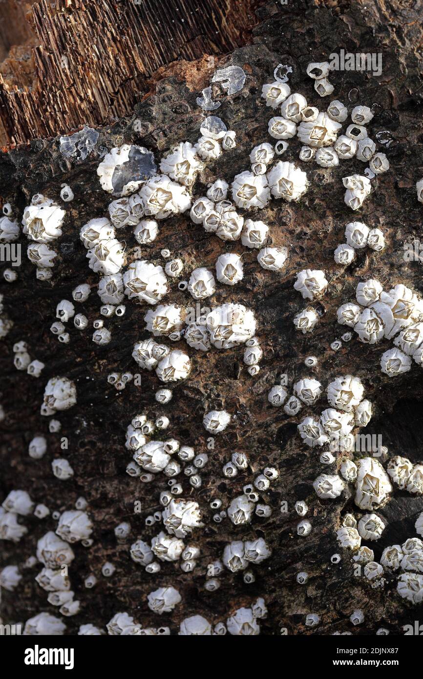 Close up seashells barnacles hi-res stock photography and images - Alamy