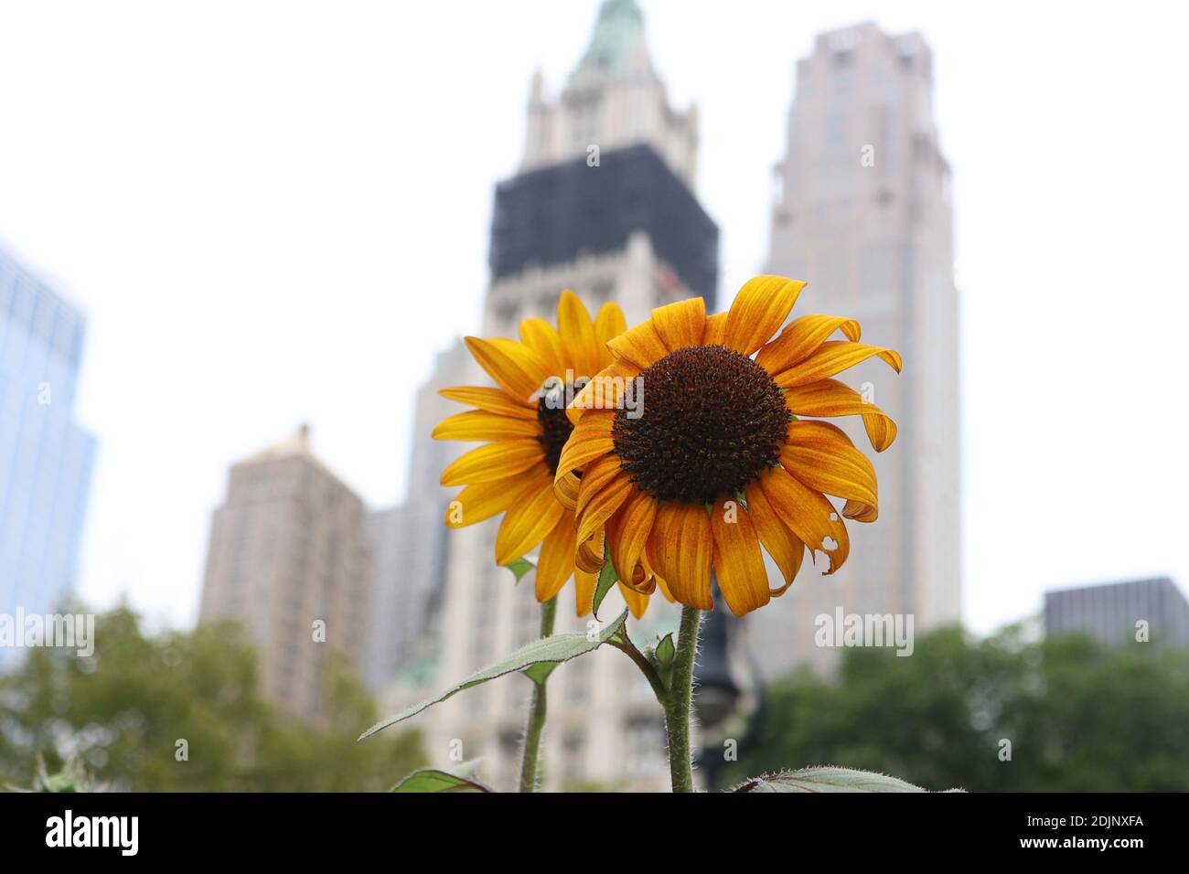 Skyscraper sunflowers hi-res stock photography and images - Alamy