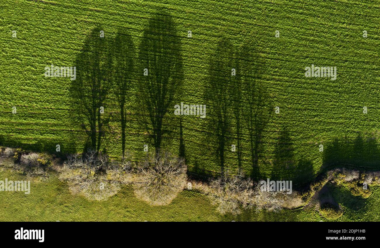 Drone shot of trees hi-res stock photography and images - Alamy