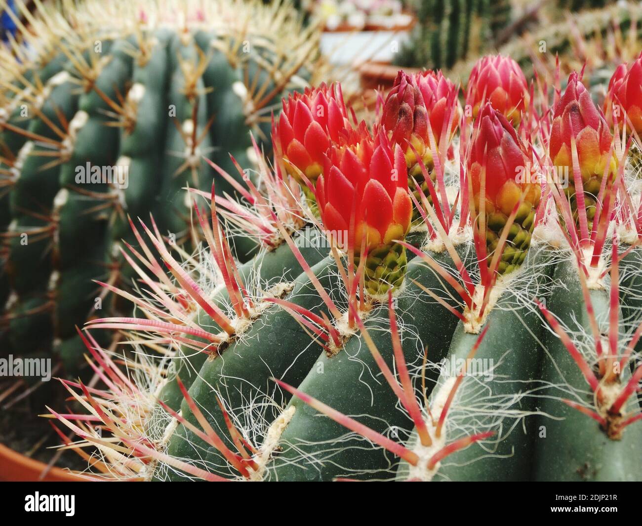 Head in cactus hi-res stock photography and images - Alamy
