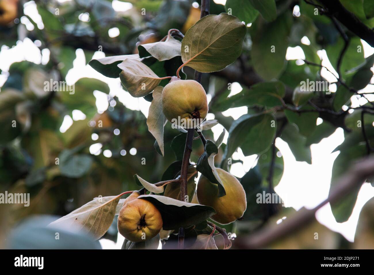 Quinces Cydonia Oblonga At Tree High Resolution Stock Photography and ...