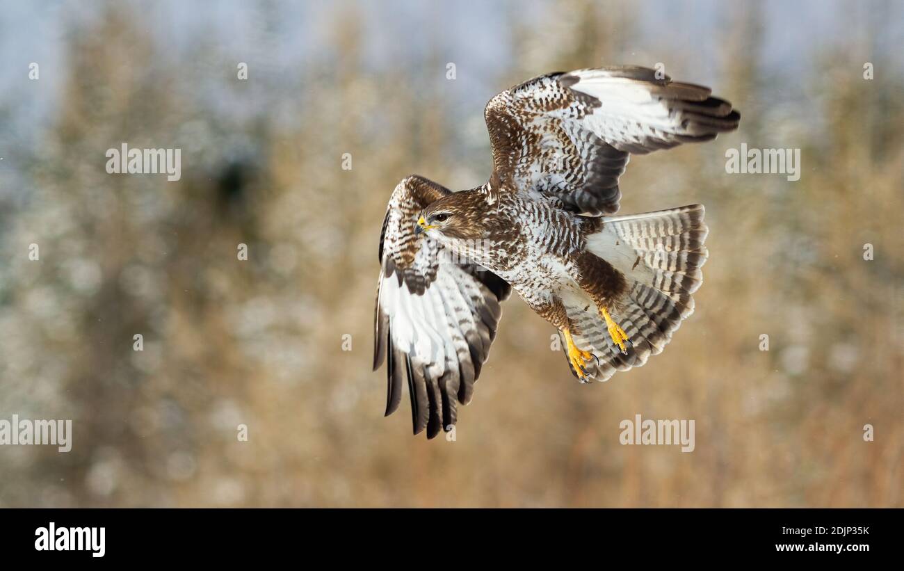 Adult common buzzard buteo hi-res stock photography and images - Alamy