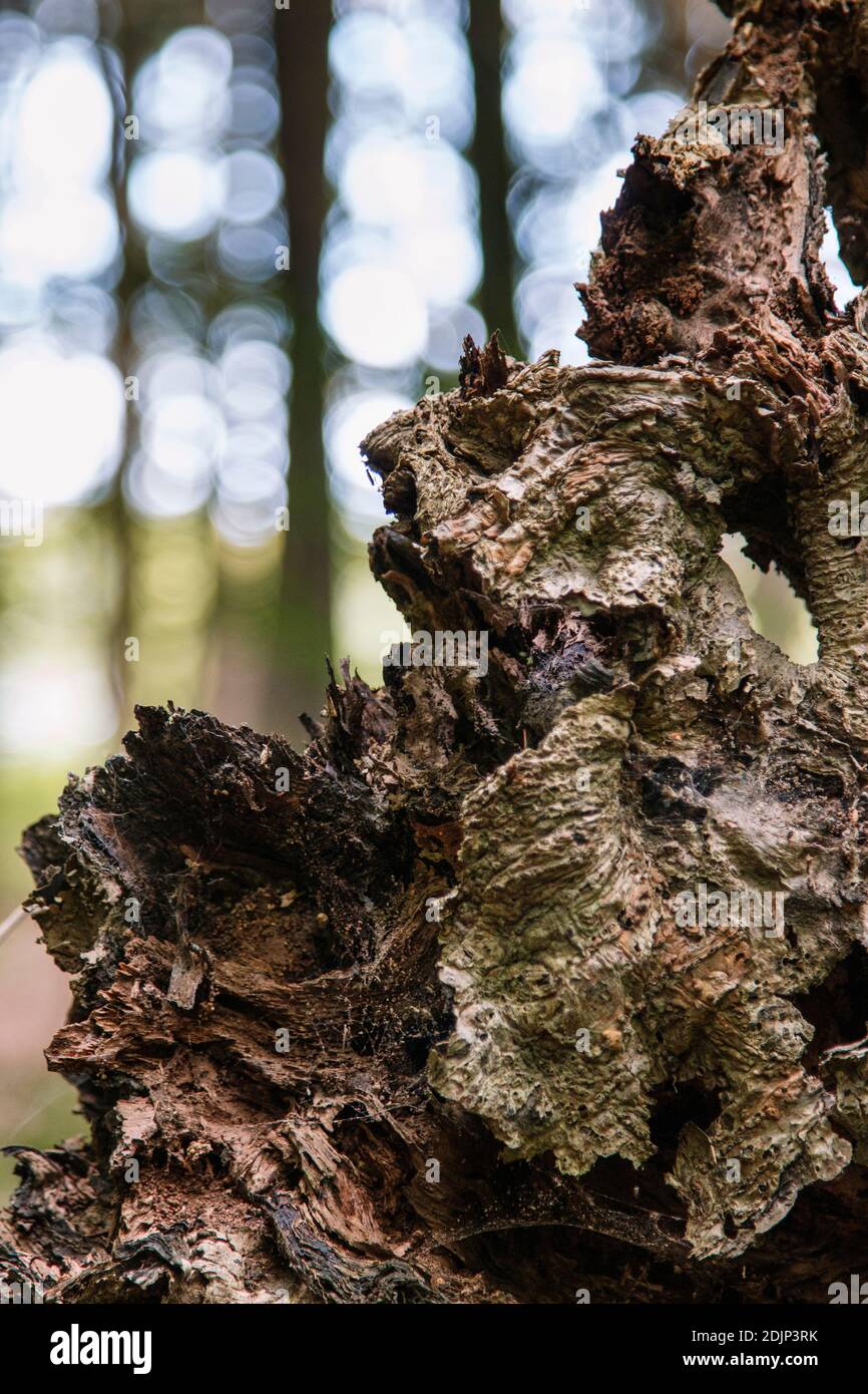 Tree, wood, close-up, detail Stock Photo - Alamy