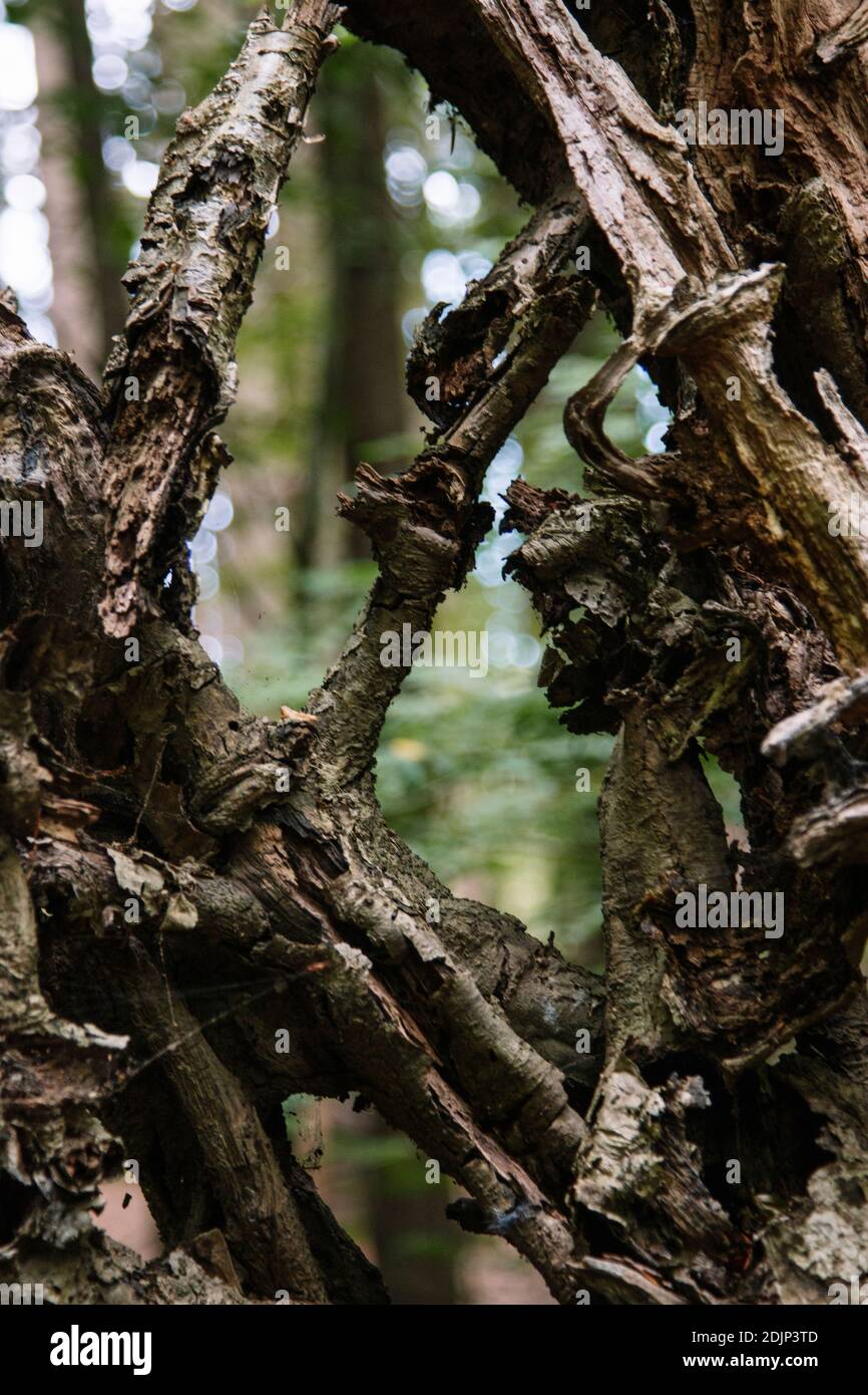 Tree, wood, close-up, detail Stock Photo - Alamy