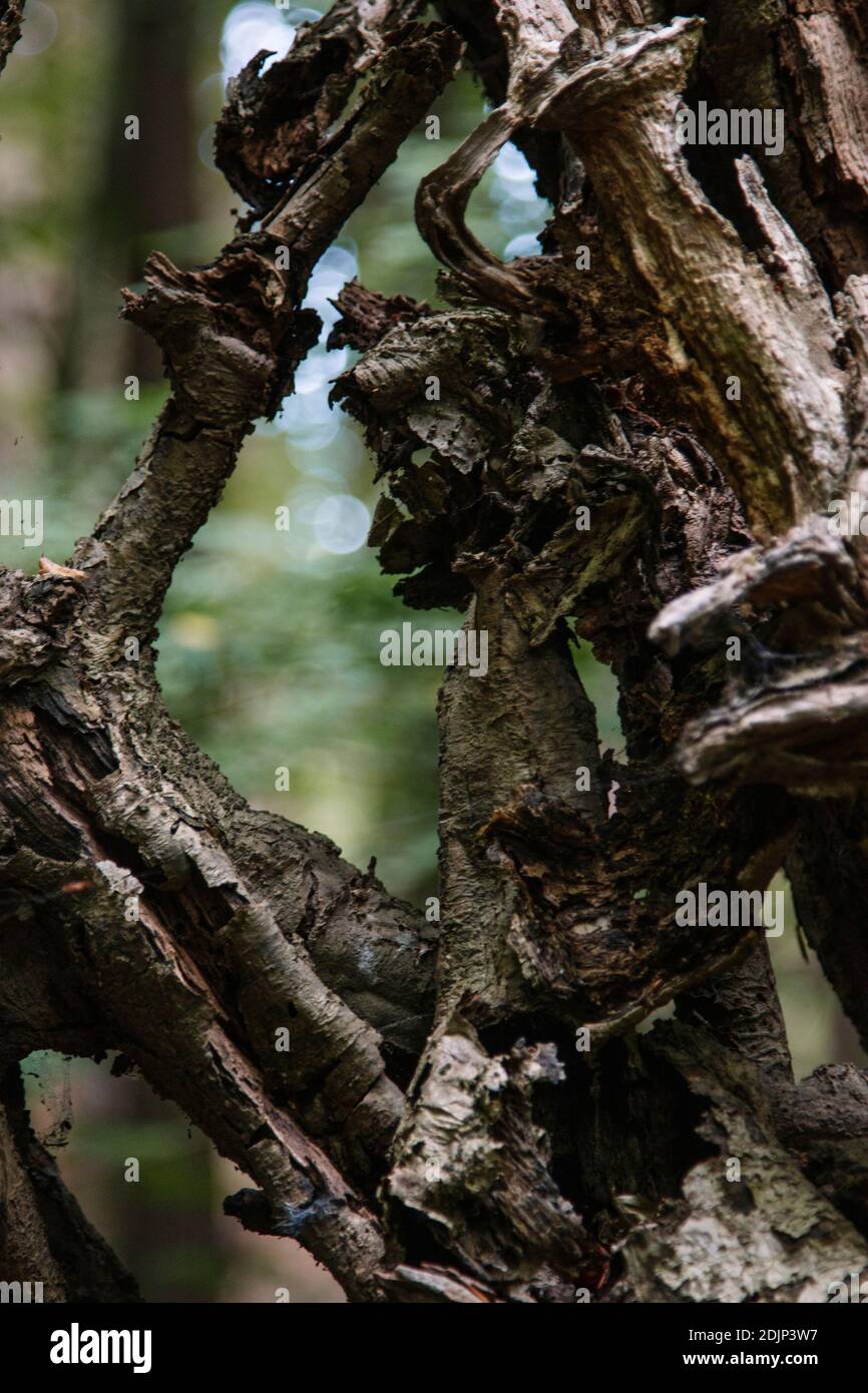 Tree, wood, close-up, detail Stock Photo - Alamy