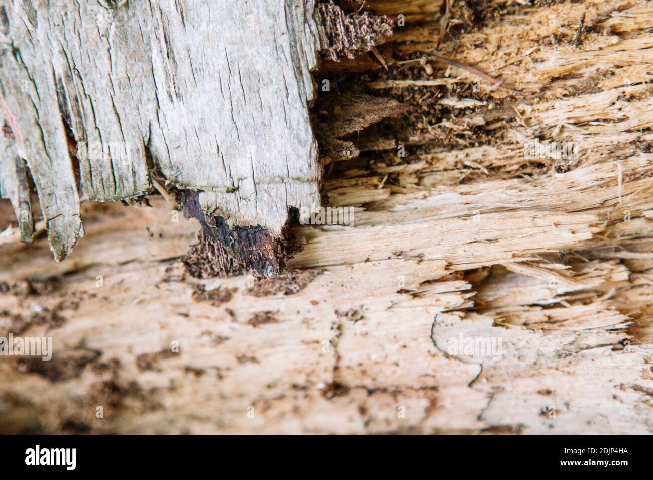 Tree, wood, close-up, detail Stock Photo - Alamy