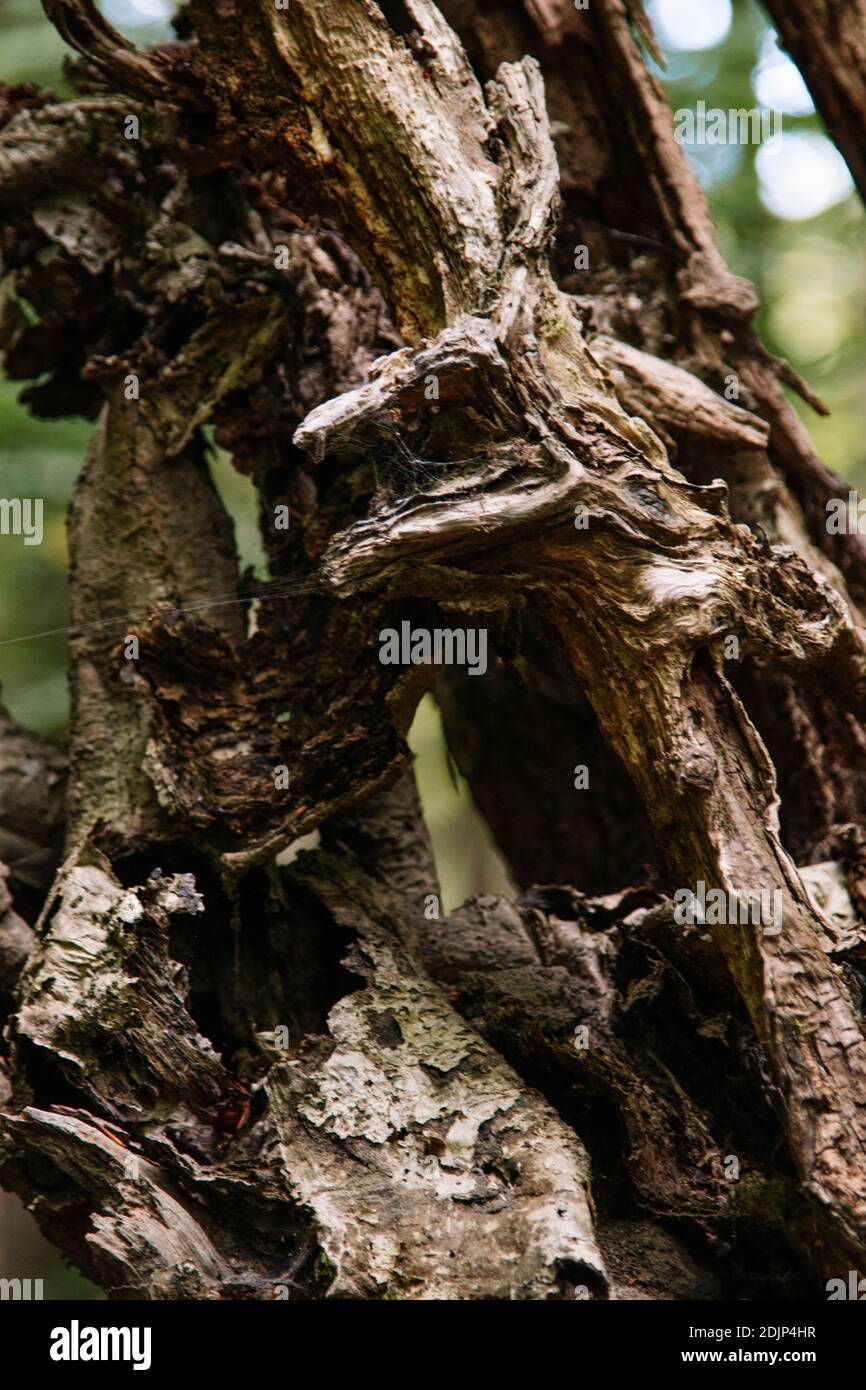 Tree, wood, close-up, detail Stock Photo - Alamy