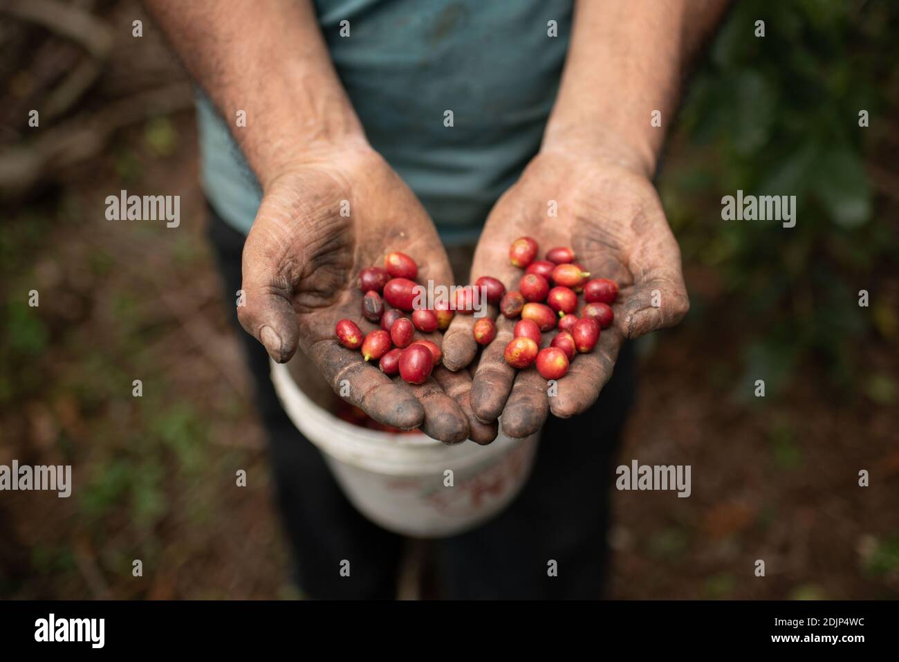 December 14, 2020: Farm workers kick off the coffee brewing season in ...