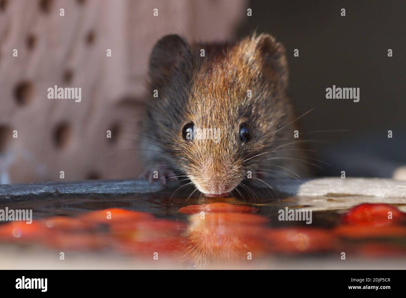 Rat drinking water hi-res stock photography and images - Alamy