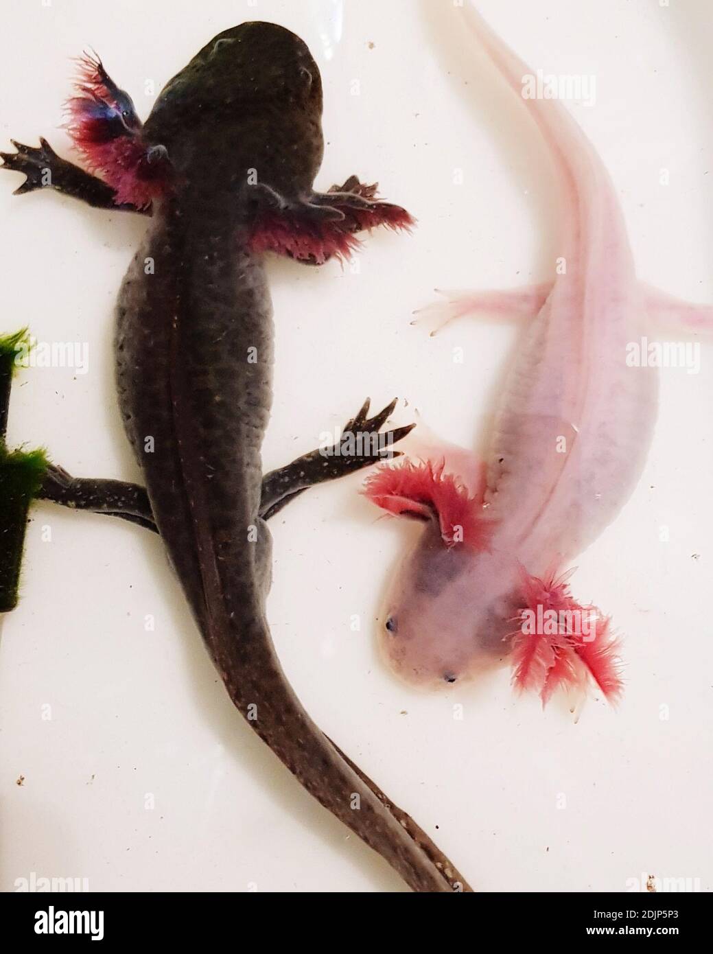 Animals axolotl hi-res stock photography and images - Alamy