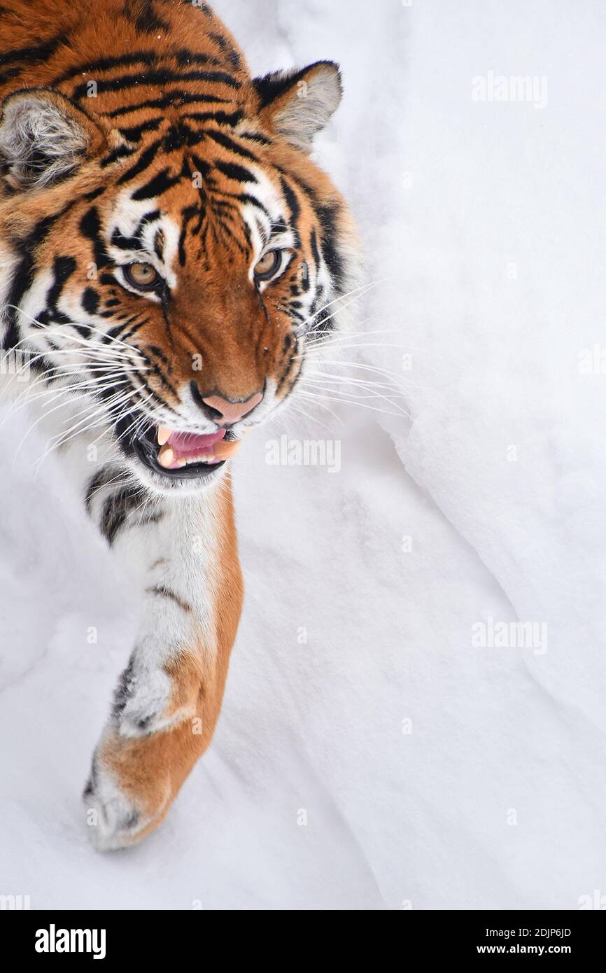 Angry walking hi-res stock photography and images - Alamy
