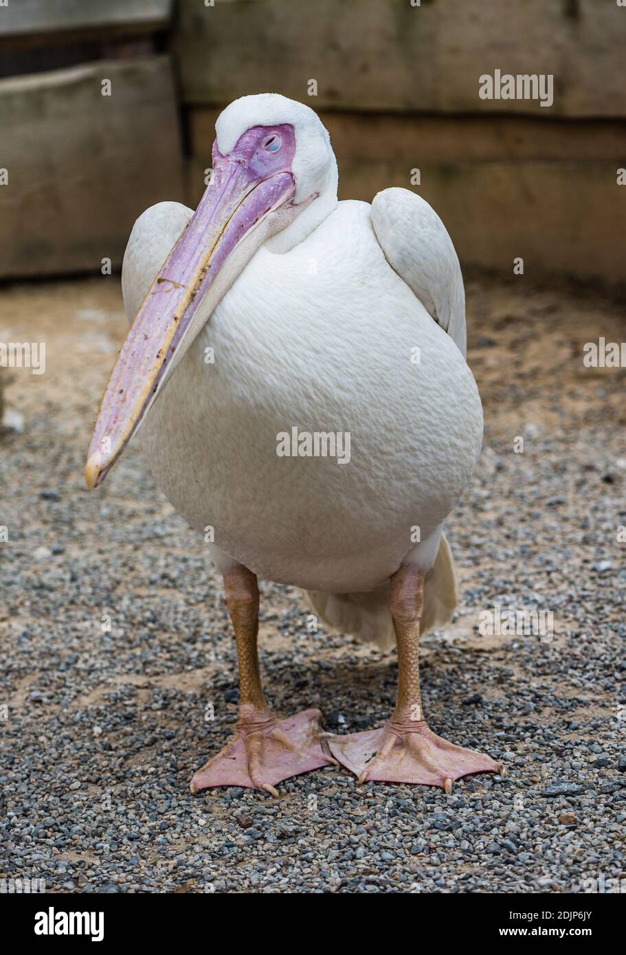 Sleeping pelican hi-res stock photography and images - Alamy