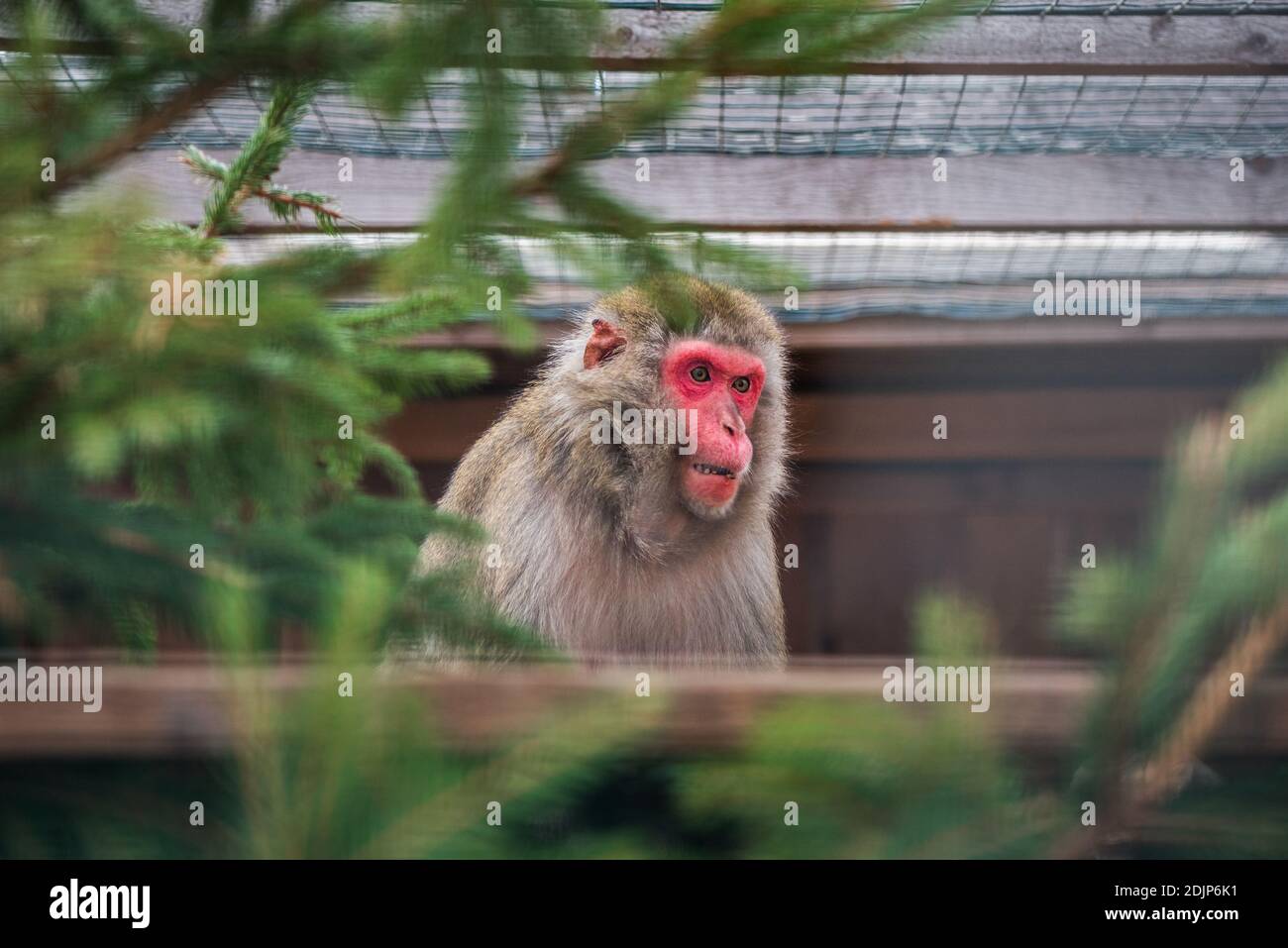 Portrain of Japanese Macaque Monkey Sitting on Tree Trunk in ZOO Stock ...