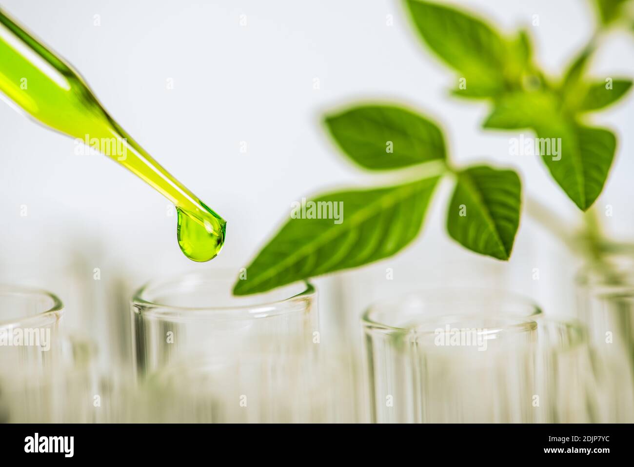 Tube Test Leaves High Resolution Stock Photography and Images - Alamy