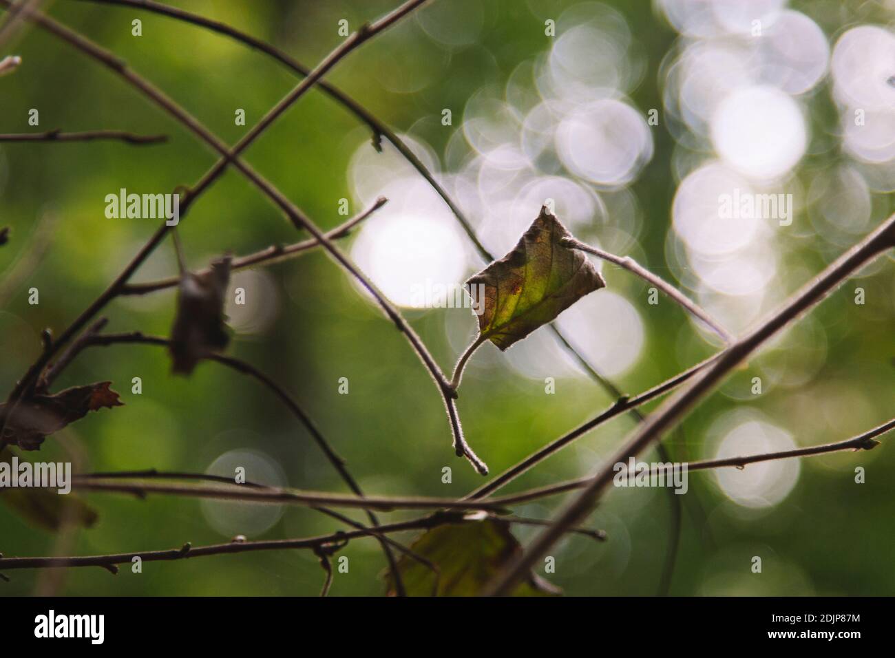 Deciduous tree, branch, leaves, autumn Stock Photo - Alamy