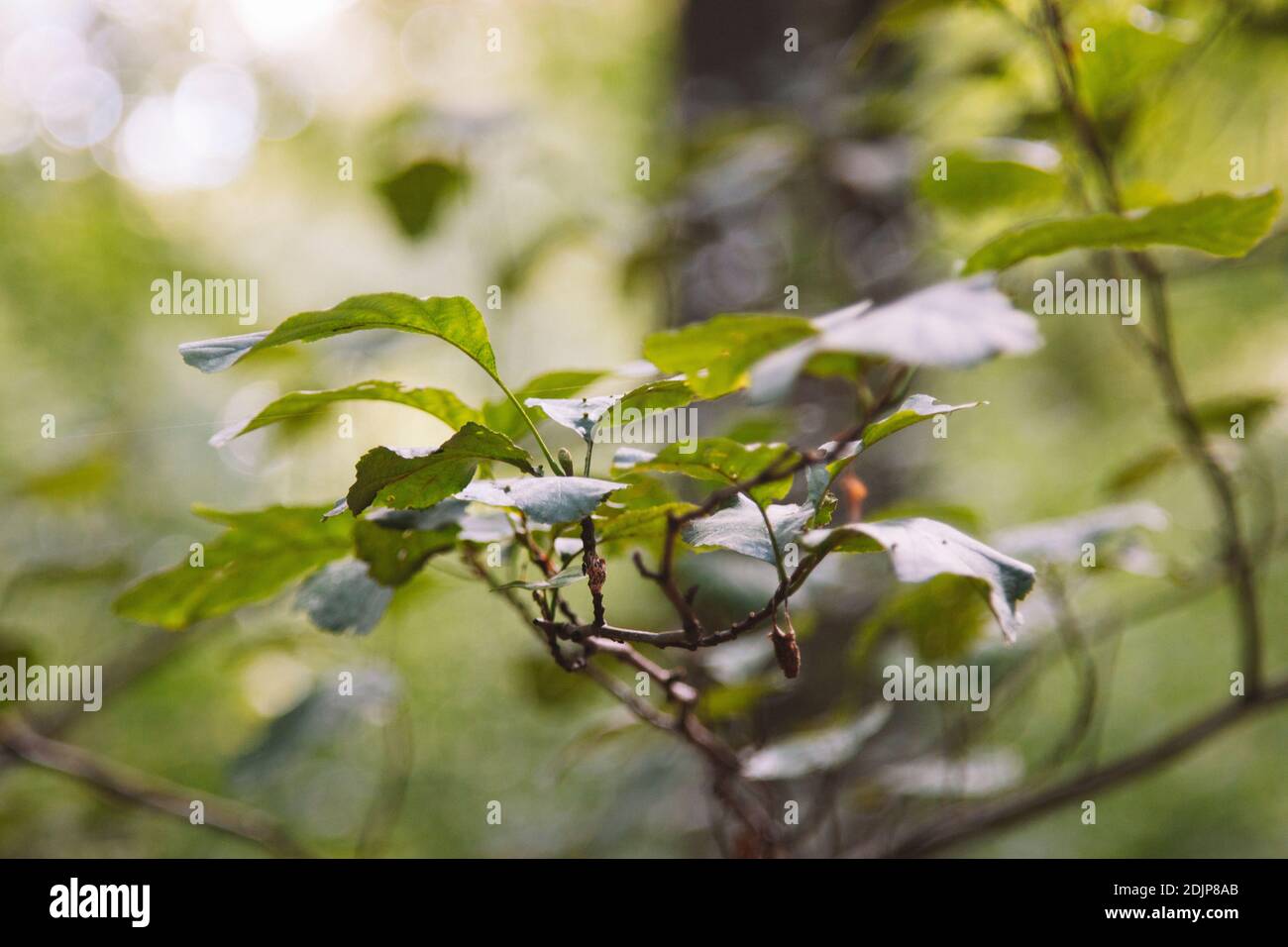 Deciduous tree, branch, leaves Stock Photo - Alamy