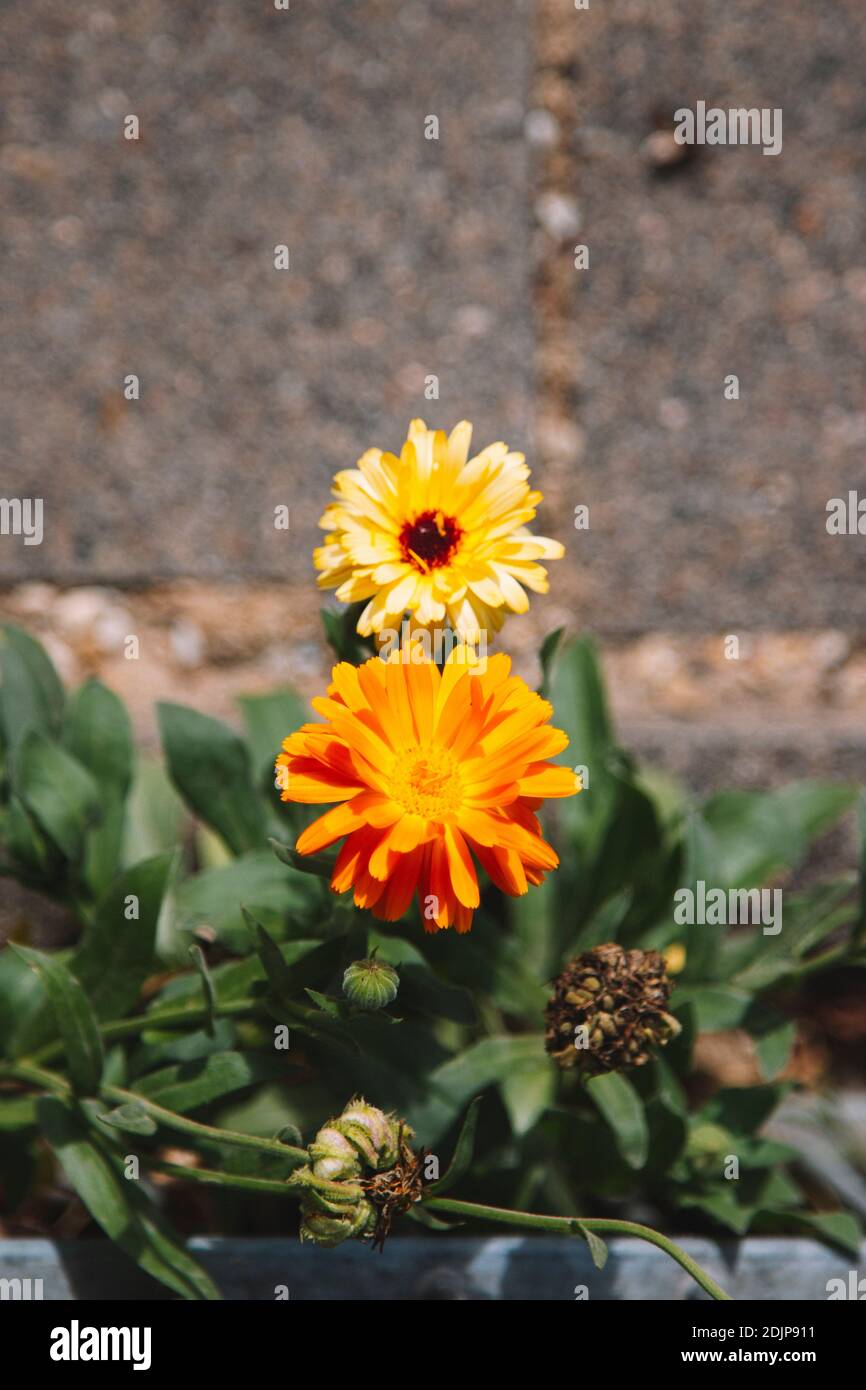 Marigold, Calendula officinalis Stock Photo - Alamy