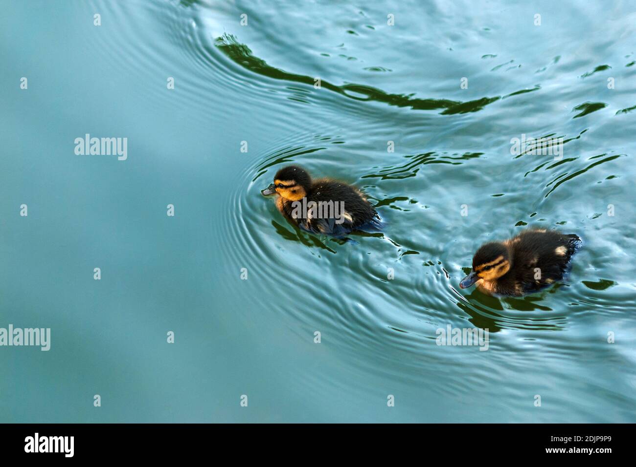 Ducklings cute swim little birds hi-res stock photography and images - Alamy