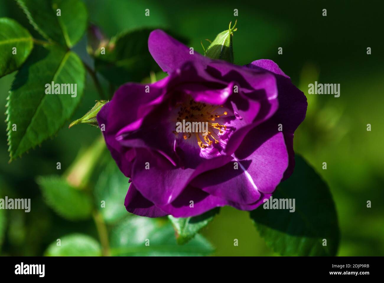 Purple semi-double shrub rose Route 66 by Carruth, USA Stock Photo - Alamy